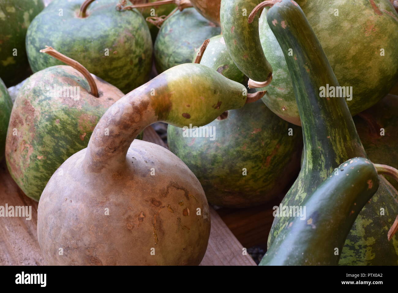 Round belly hi-res stock photography and images - Alamy