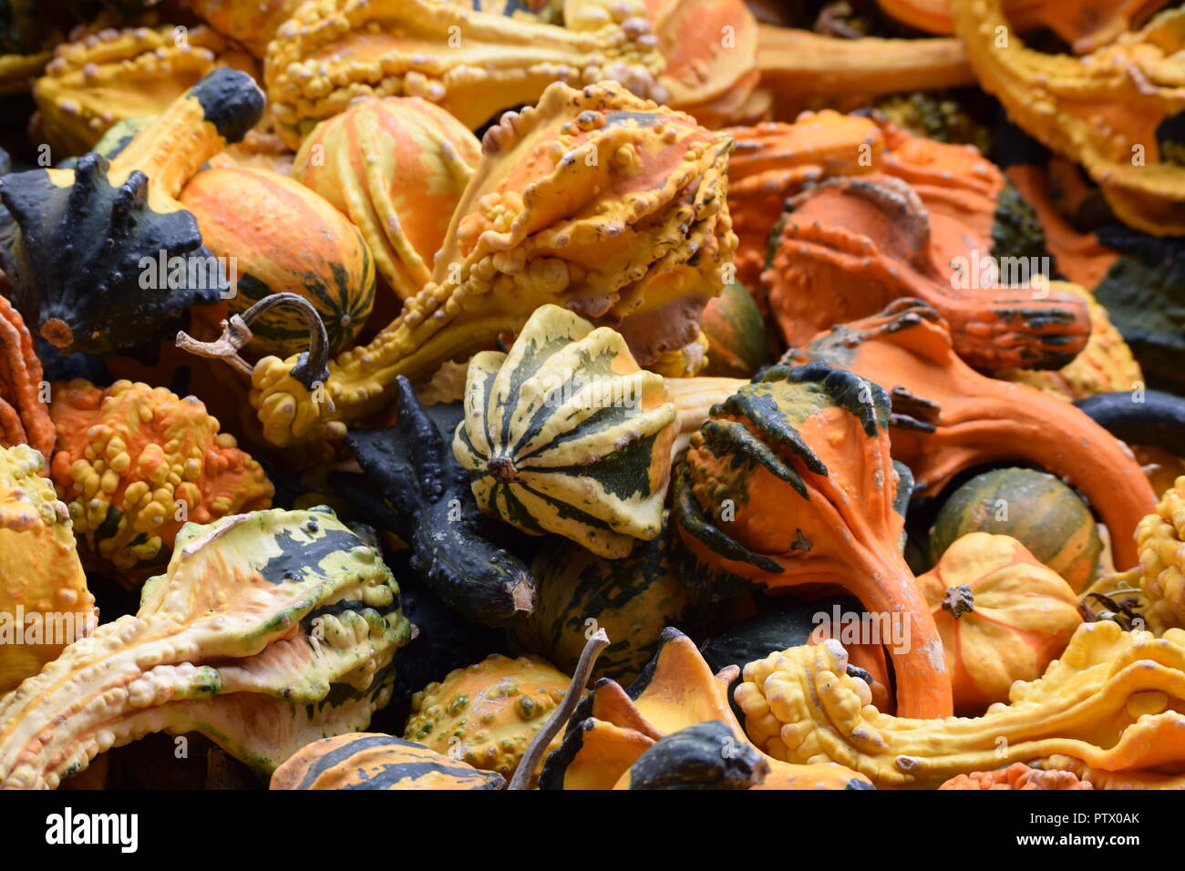 fall gourds for display and decorating Stock Photo - Alamy