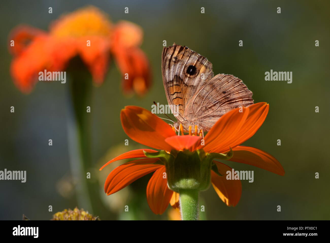 Mexican insects hi-res stock photography and images - Alamy