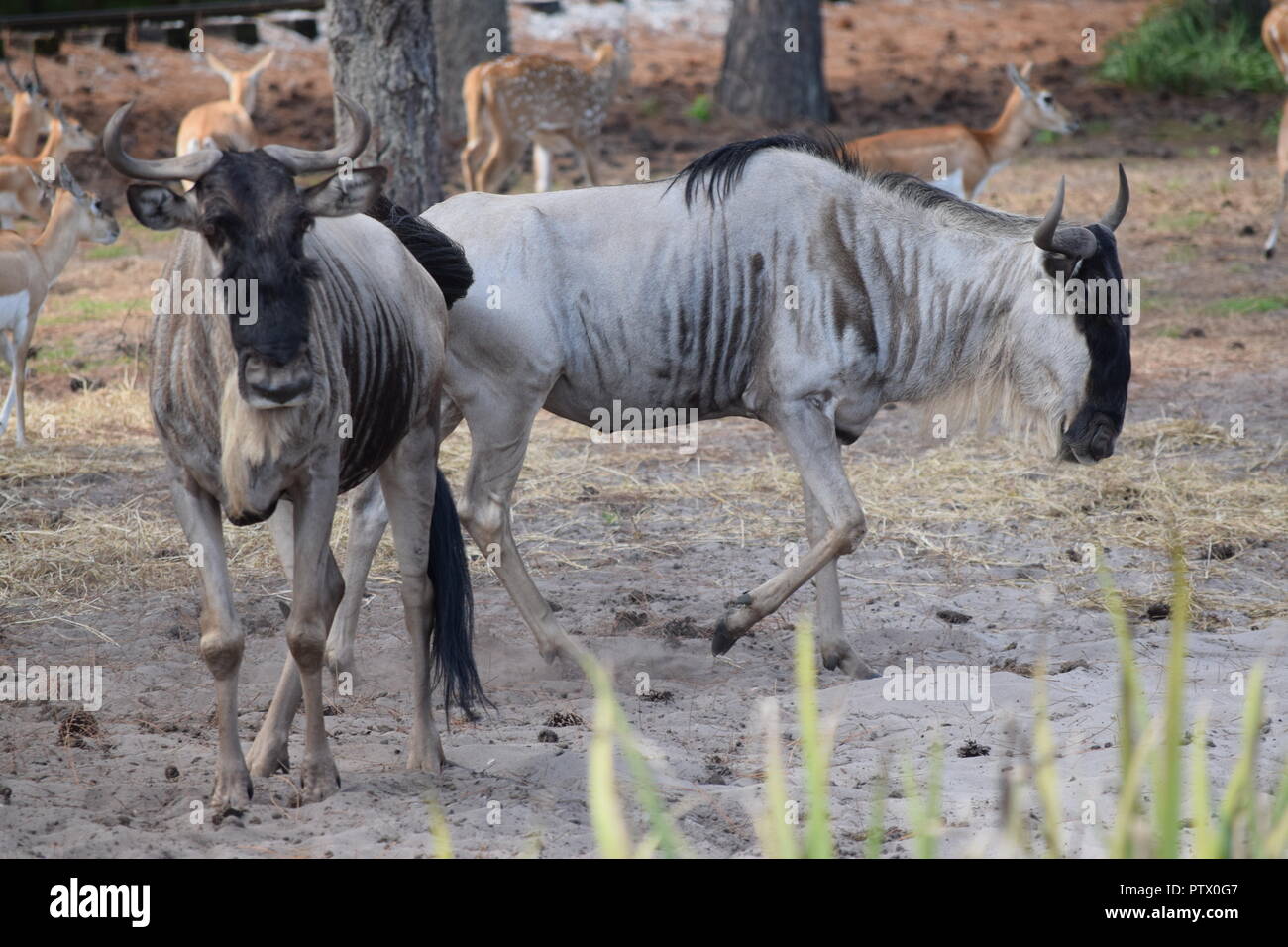 Zoo animals hi-res stock photography and images - Alamy