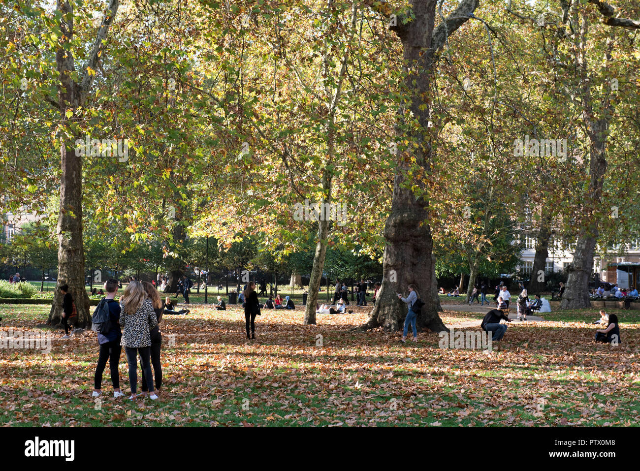 Trees with autumn leaves hi-res stock photography and images - Alamy