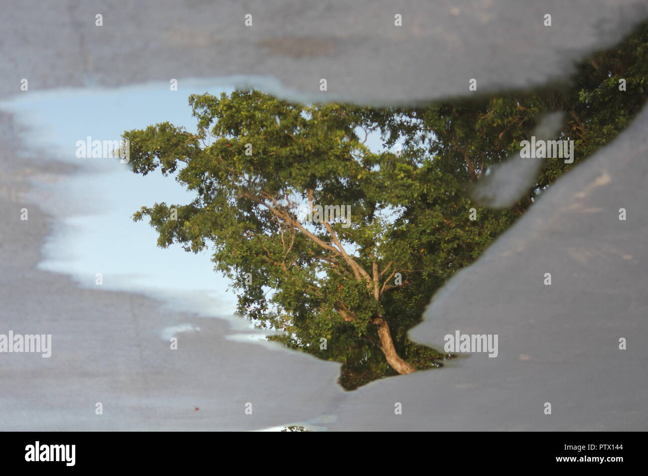 Tree reflection in puddle Stock Photo - Alamy