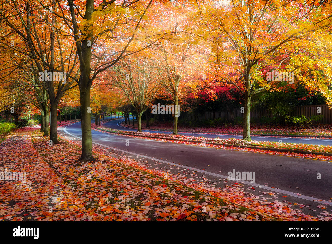 Maple trees lined curvy winding street with fall foliage during autumn ...