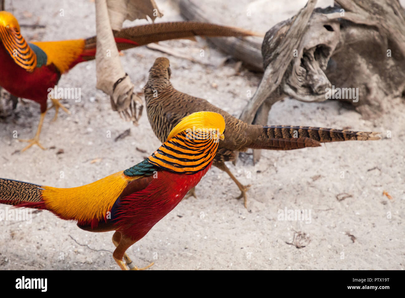 Mating display of a male Golden pheasant also called the Chinese ...