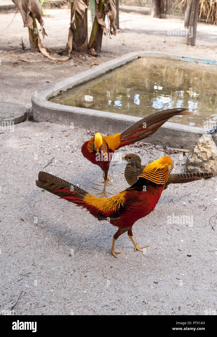Mating display of a male Golden pheasant also called the Chinese ...