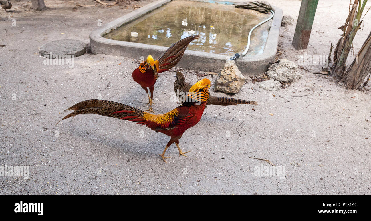 Mating display of a male Golden pheasant also called the Chinese ...