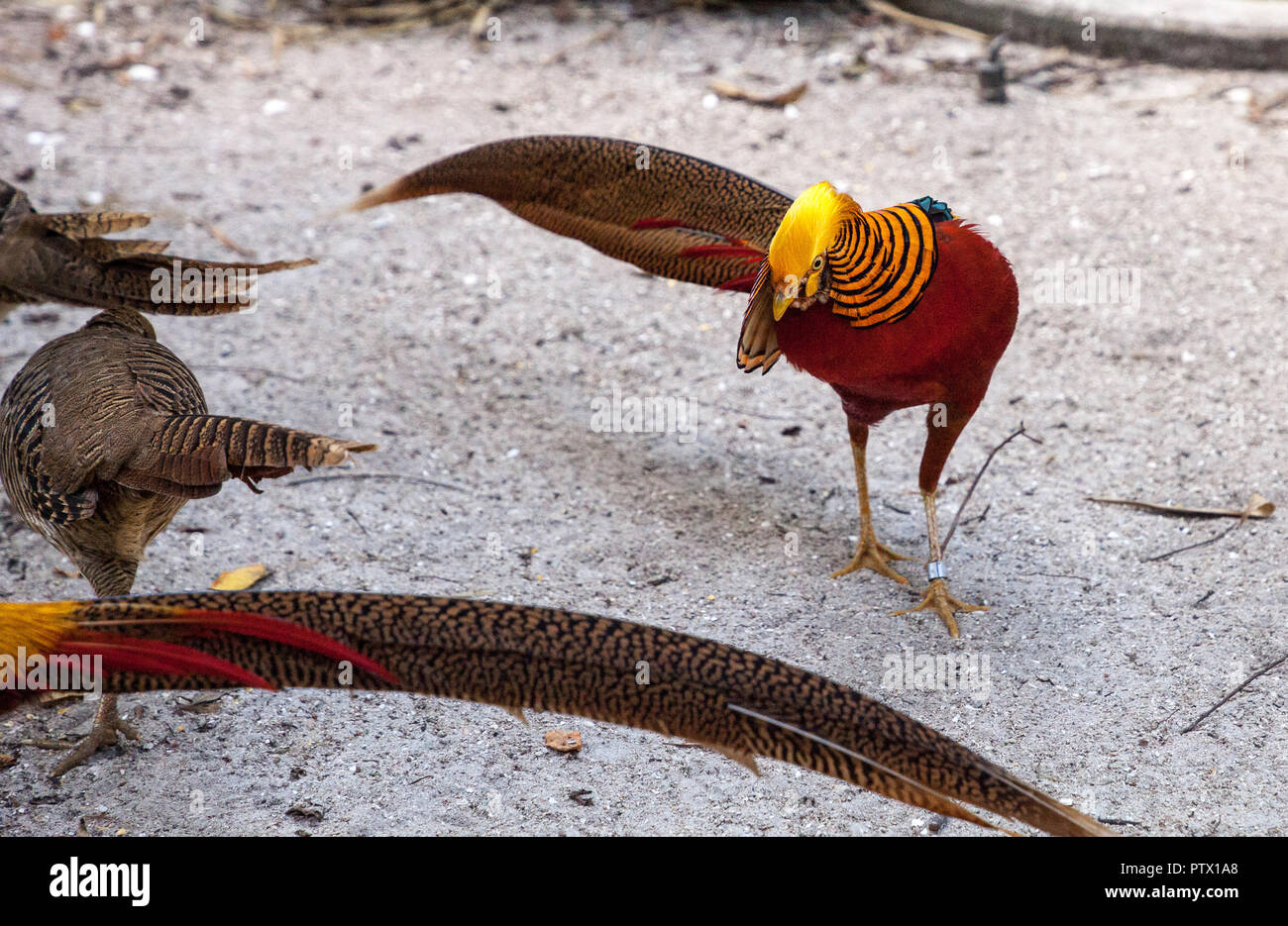 Mating display of a male Golden pheasant also called the Chinese ...