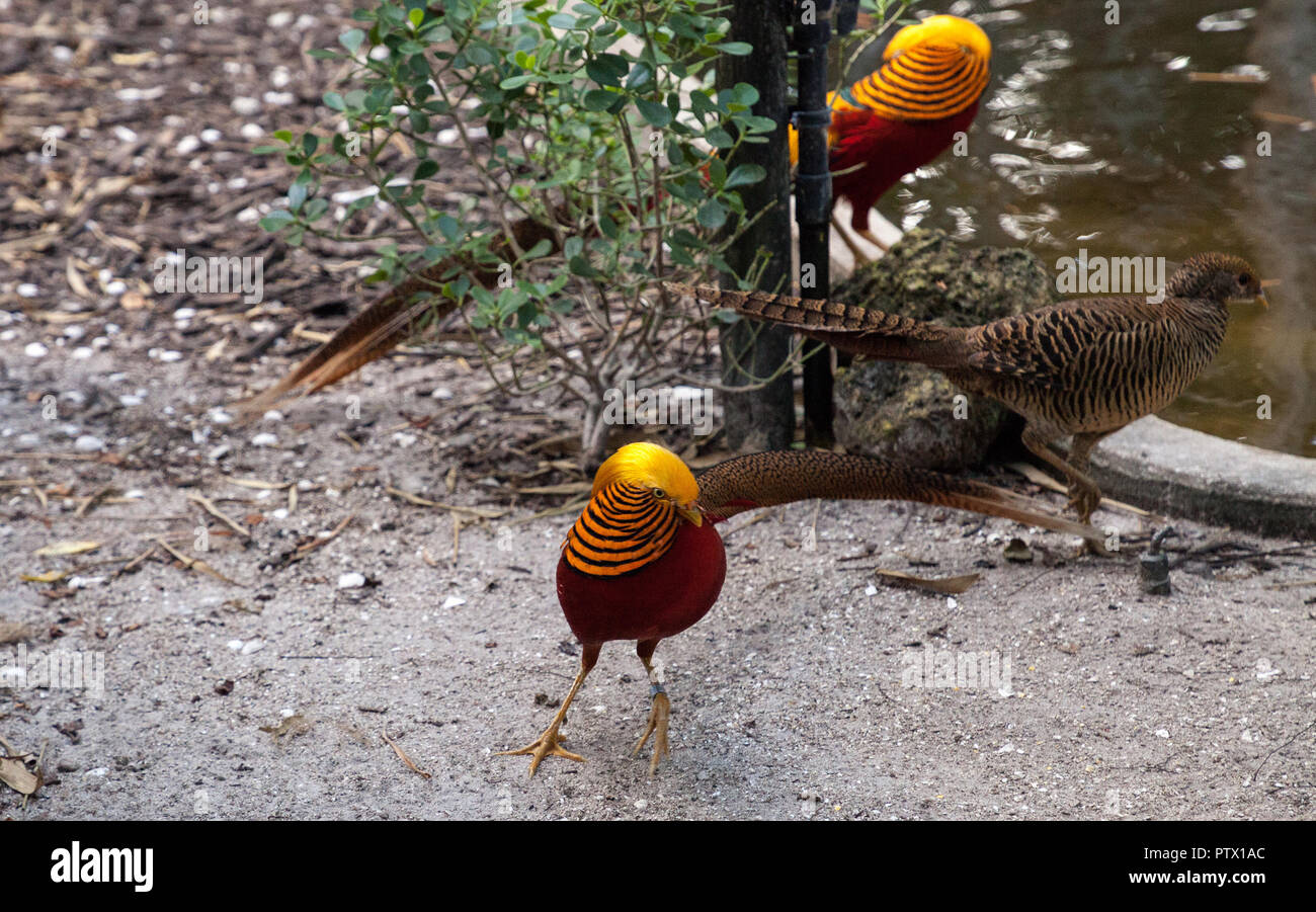 Mating display of a male Golden pheasant also called the Chinese ...