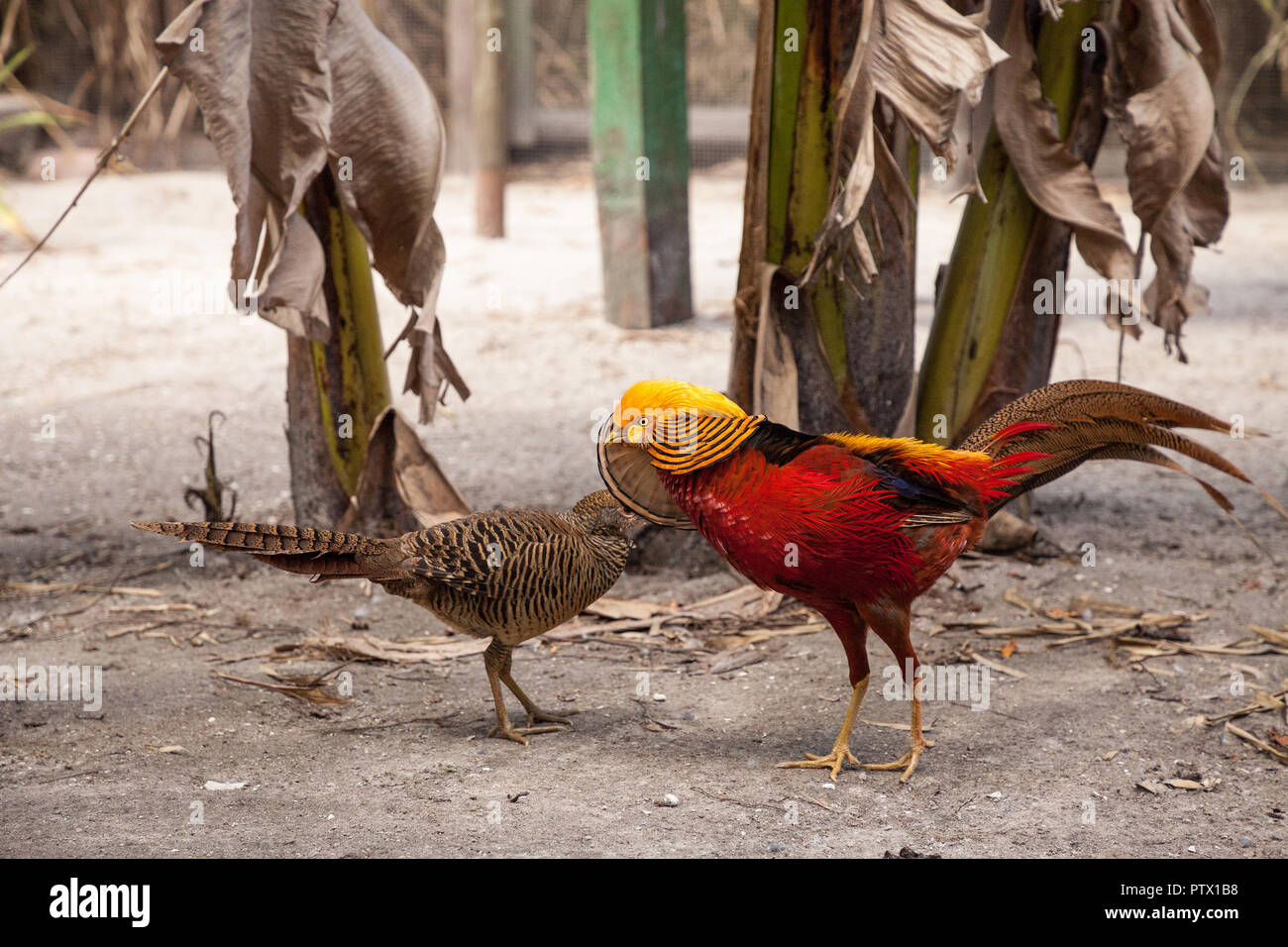 Mating display of a male Golden pheasant also called the Chinese ...