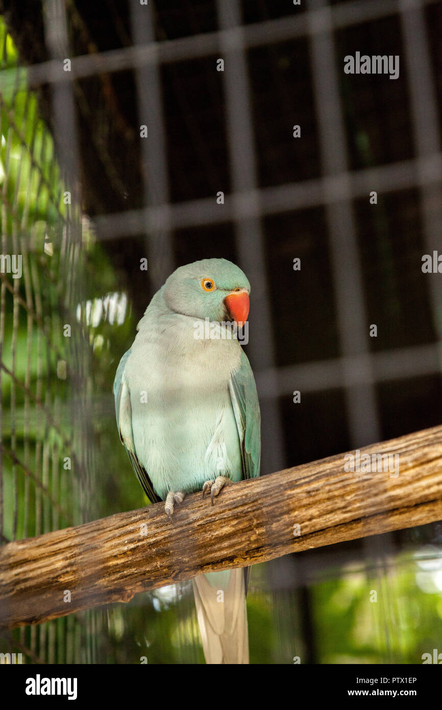Pale blue Indian Ringneck Parakeet is also called the Noble Parakeed ...