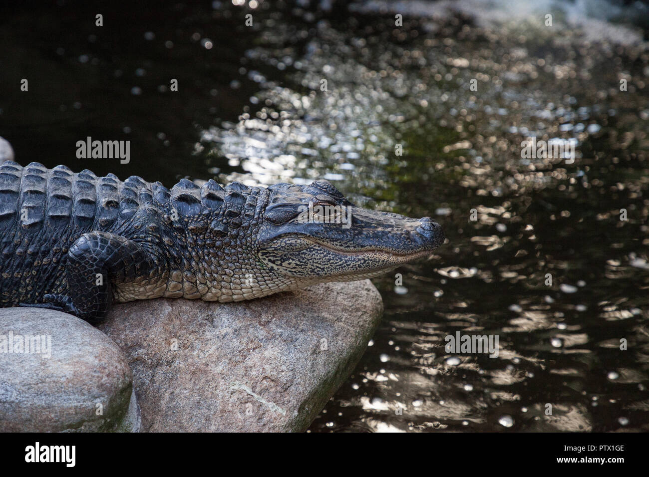Young American Alligator Alligator mississippiensis rests along the ...