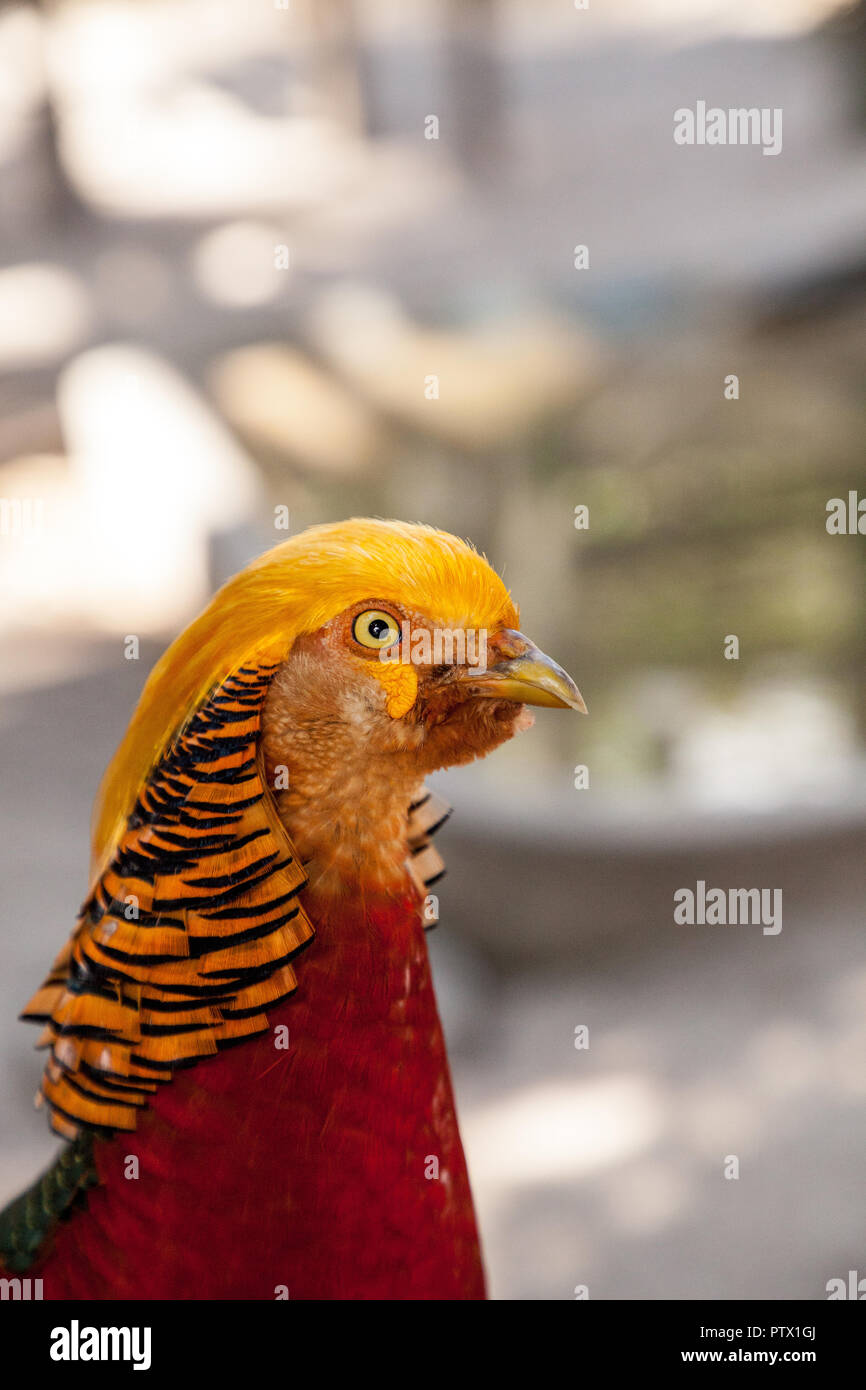 Male Golden pheasant also called the Chinese pheasant or chrysolophus ...