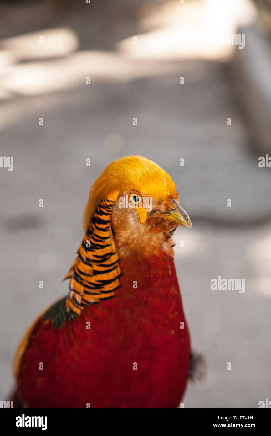 Male Golden pheasant also called the Chinese pheasant or chrysolophus ...