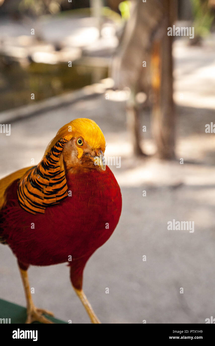 Male Golden pheasant also called the Chinese pheasant or chrysolophus ...
