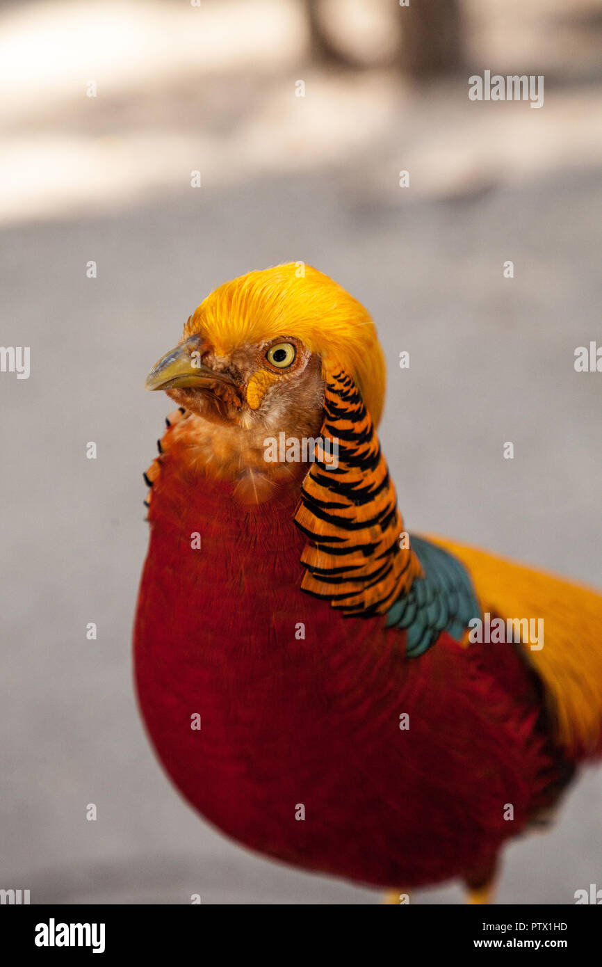 Male Golden pheasant also called the Chinese pheasant or chrysolophus ...