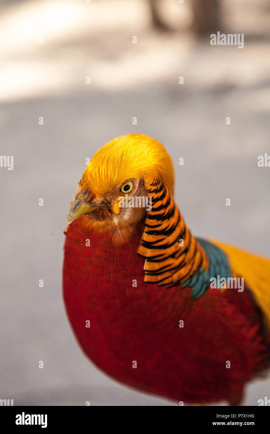 Male Golden pheasant also called the Chinese pheasant or chrysolophus ...