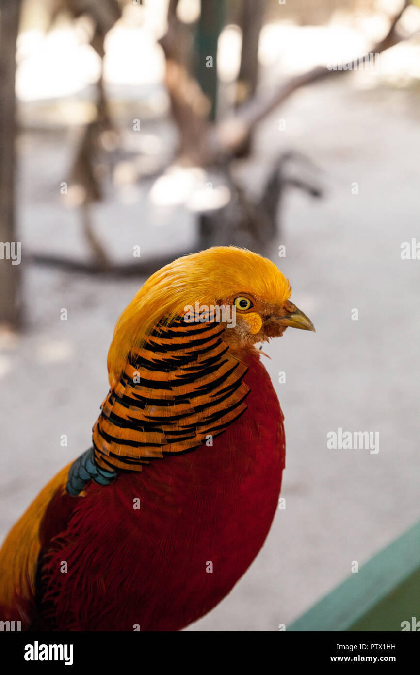 Male Golden pheasant also called the Chinese pheasant or chrysolophus ...