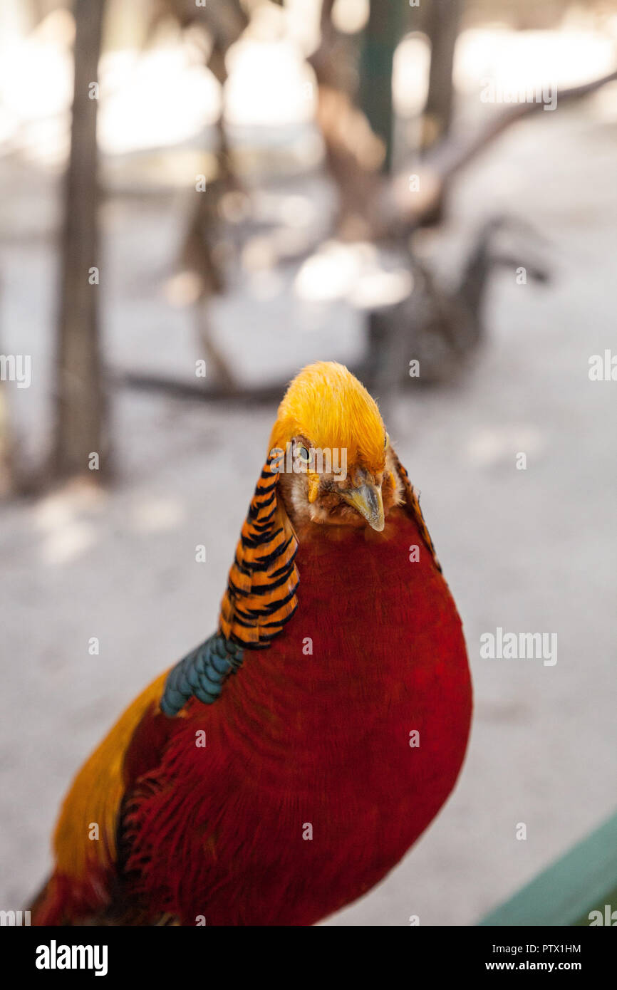 Male Golden pheasant also called the Chinese pheasant or chrysolophus ...