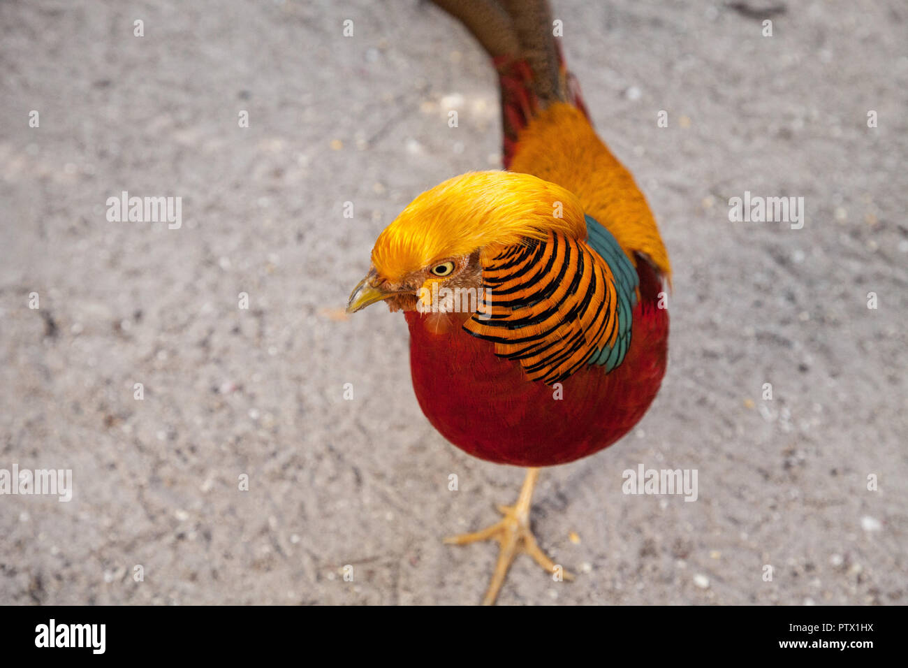 Male Golden pheasant also called the Chinese pheasant or chrysolophus ...
