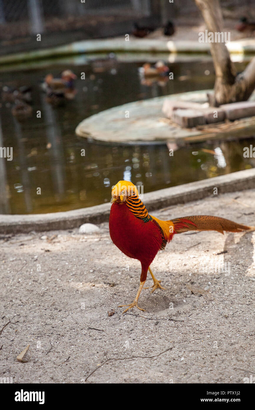 Male Golden pheasant also called the Chinese pheasant or chrysolophus ...