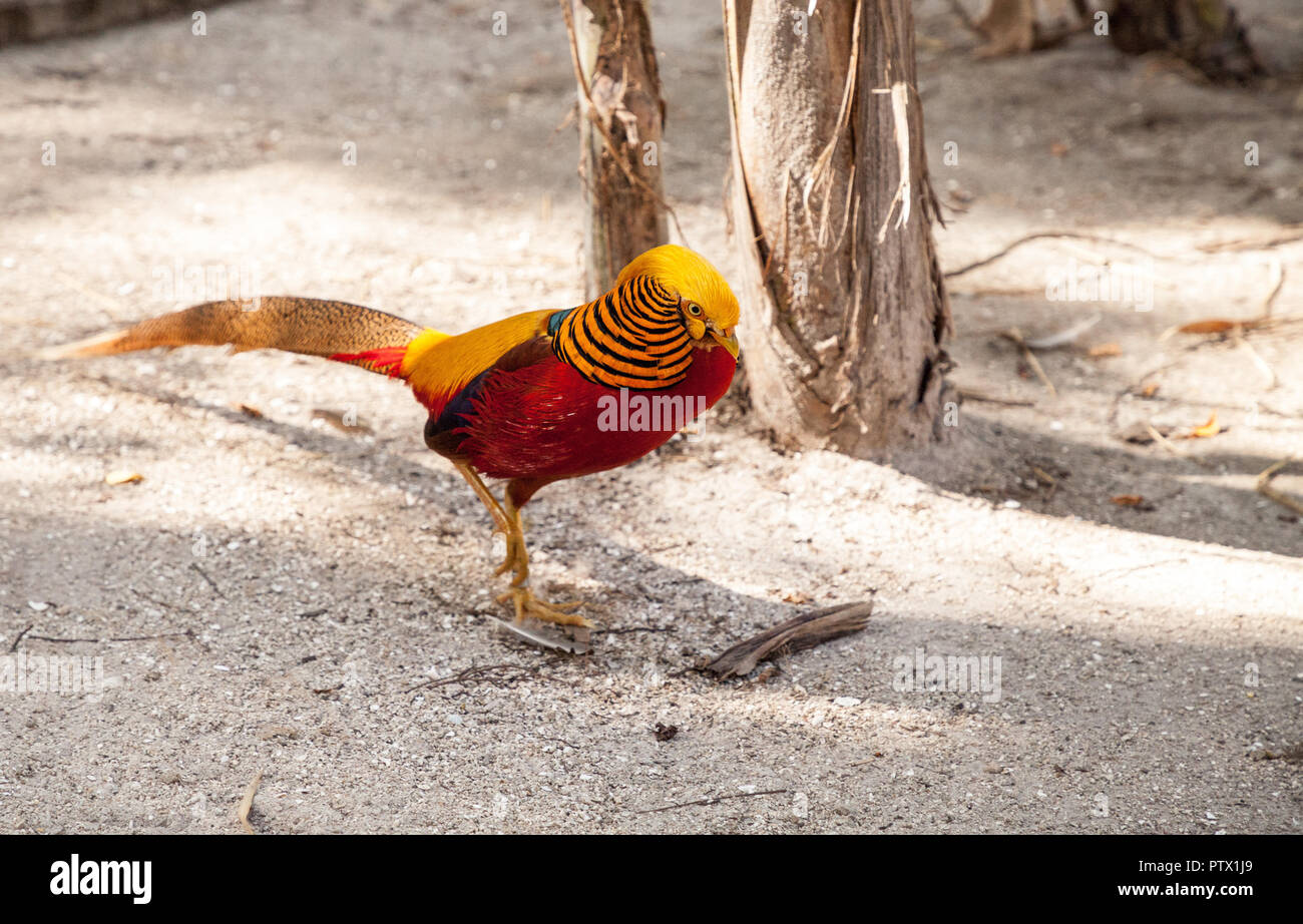 Male Golden pheasant also called the Chinese pheasant or chrysolophus ...