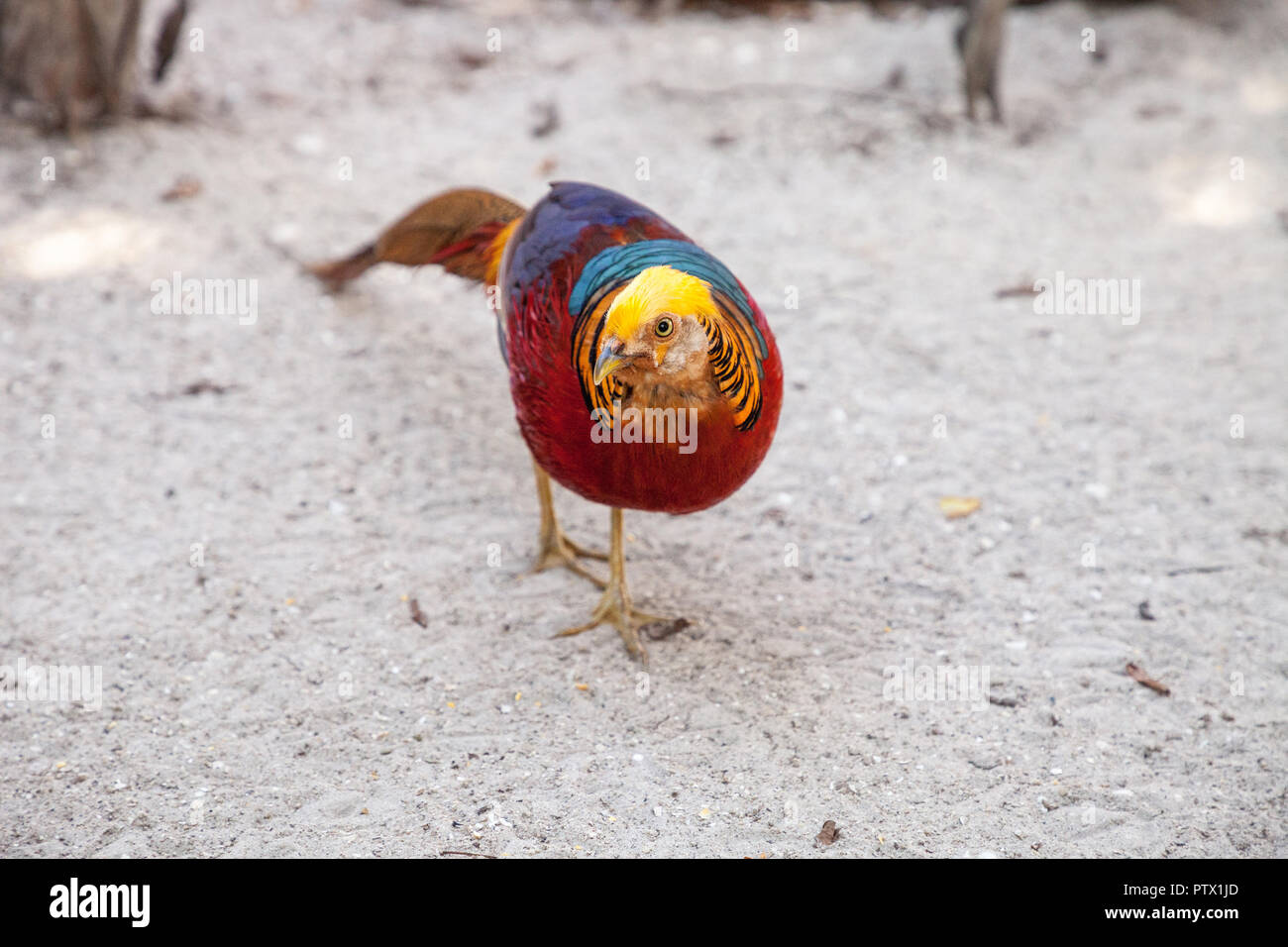 Male Golden pheasant also called the Chinese pheasant or chrysolophus ...