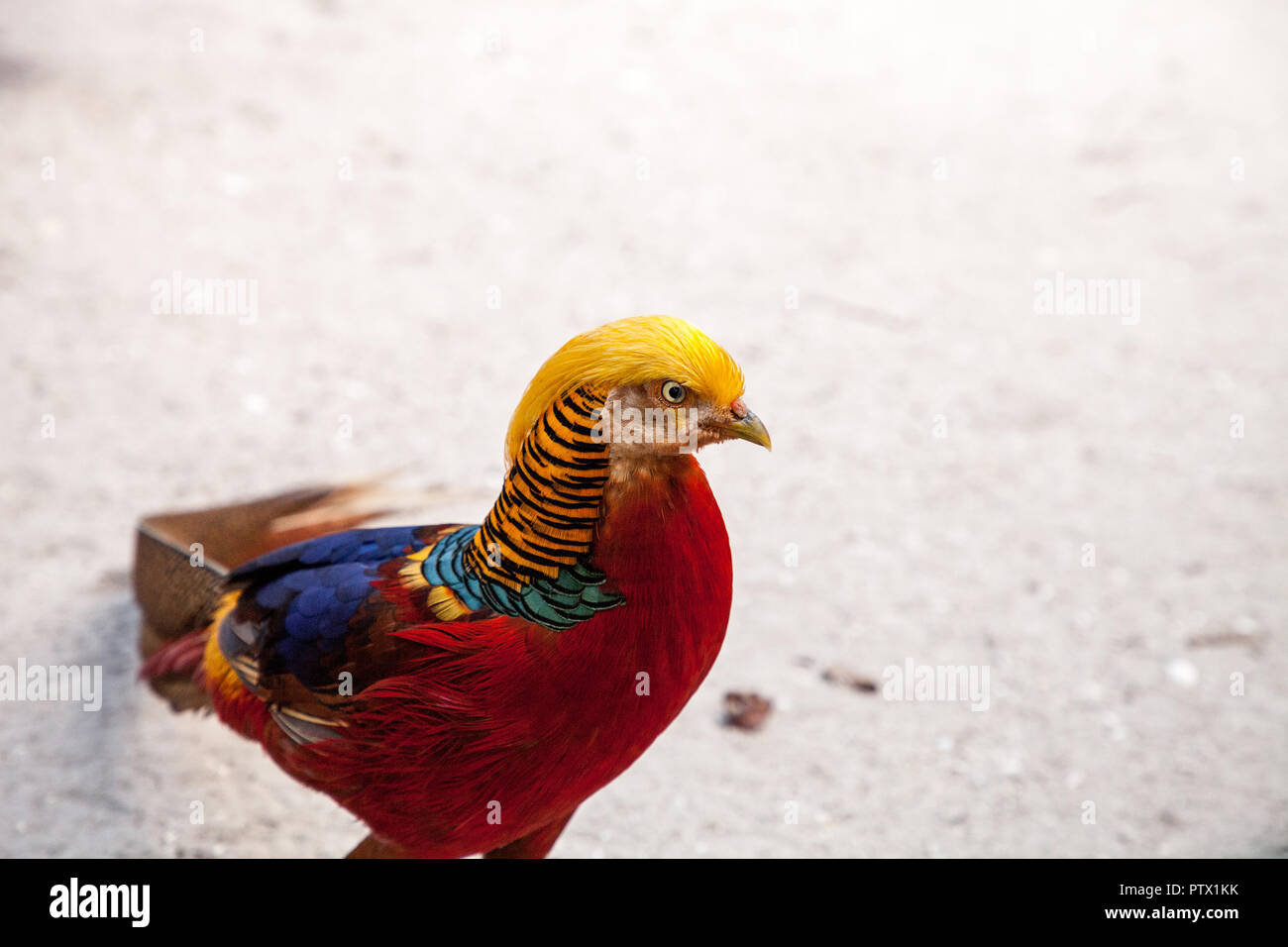 Male Golden pheasant also called the Chinese pheasant or chrysolophus ...