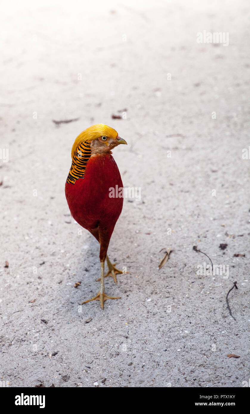 Male Golden pheasant also called the Chinese pheasant or chrysolophus ...