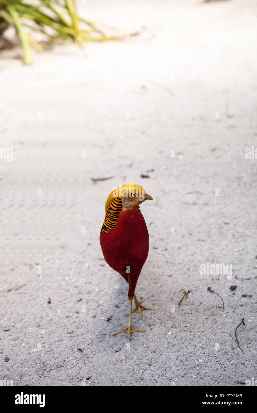 Male Golden pheasant also called the Chinese pheasant or chrysolophus ...