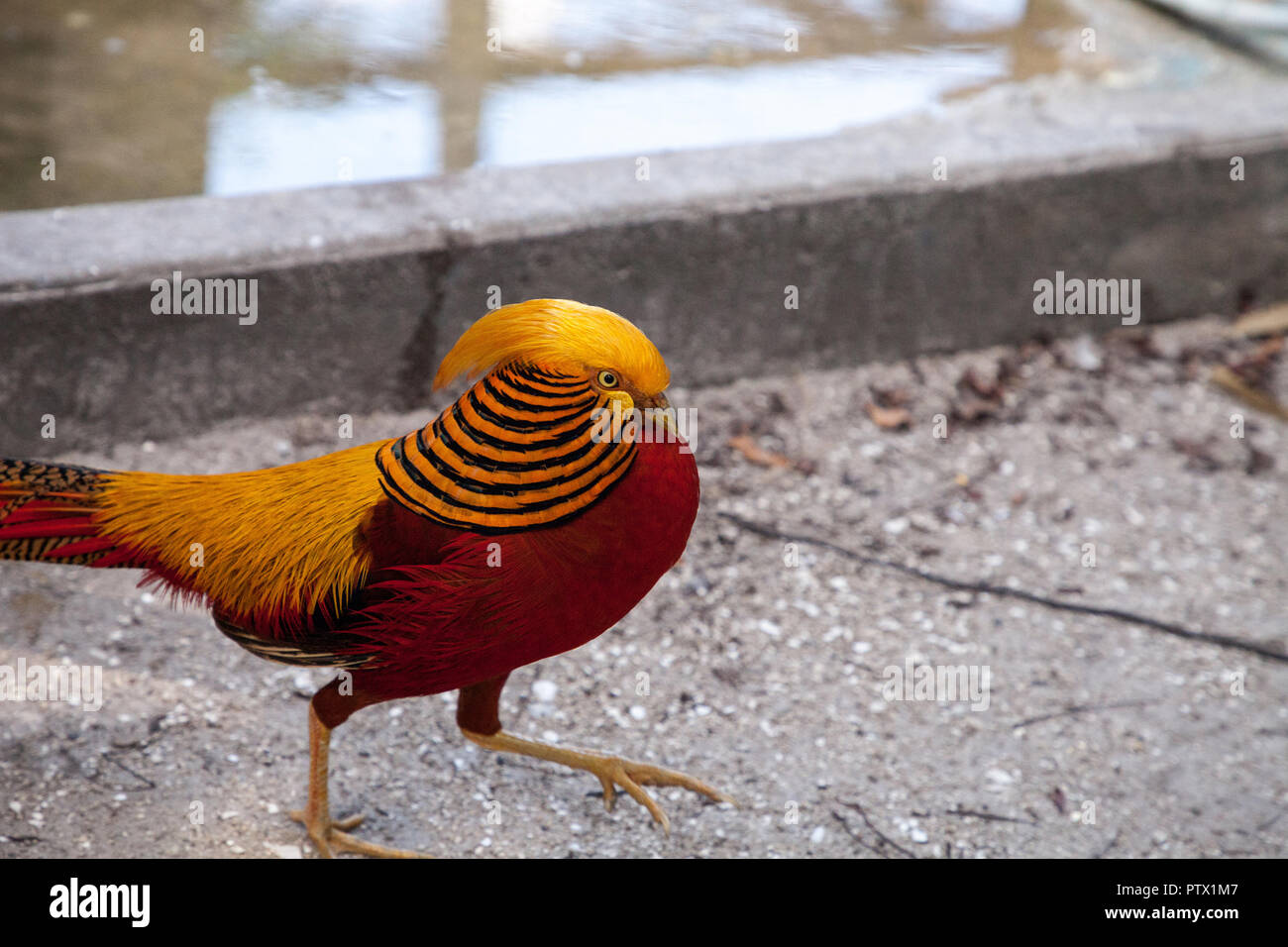 Male Golden pheasant also called the Chinese pheasant or chrysolophus ...