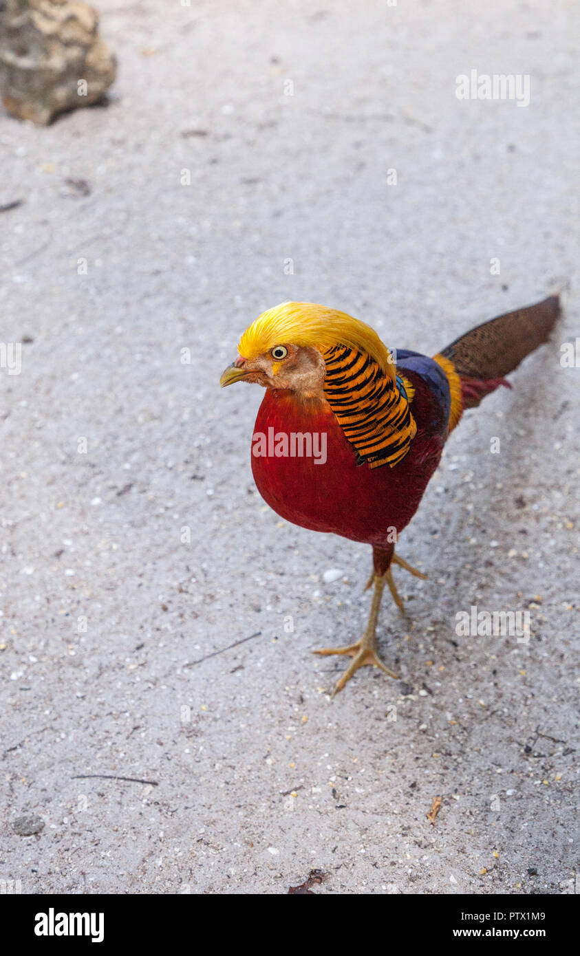 Male Golden pheasant also called the Chinese pheasant or chrysolophus ...
