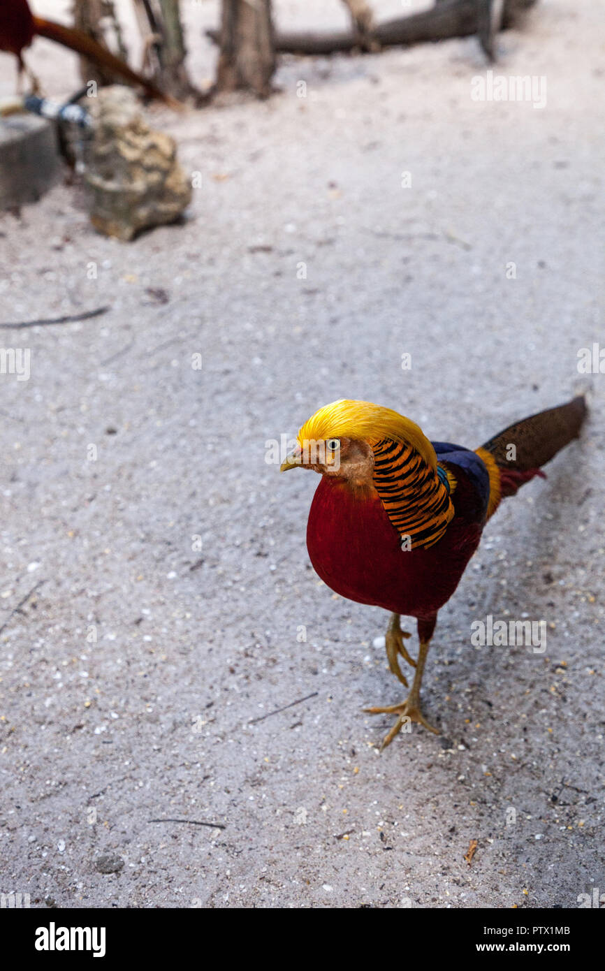 Male Golden pheasant also called the Chinese pheasant or chrysolophus ...
