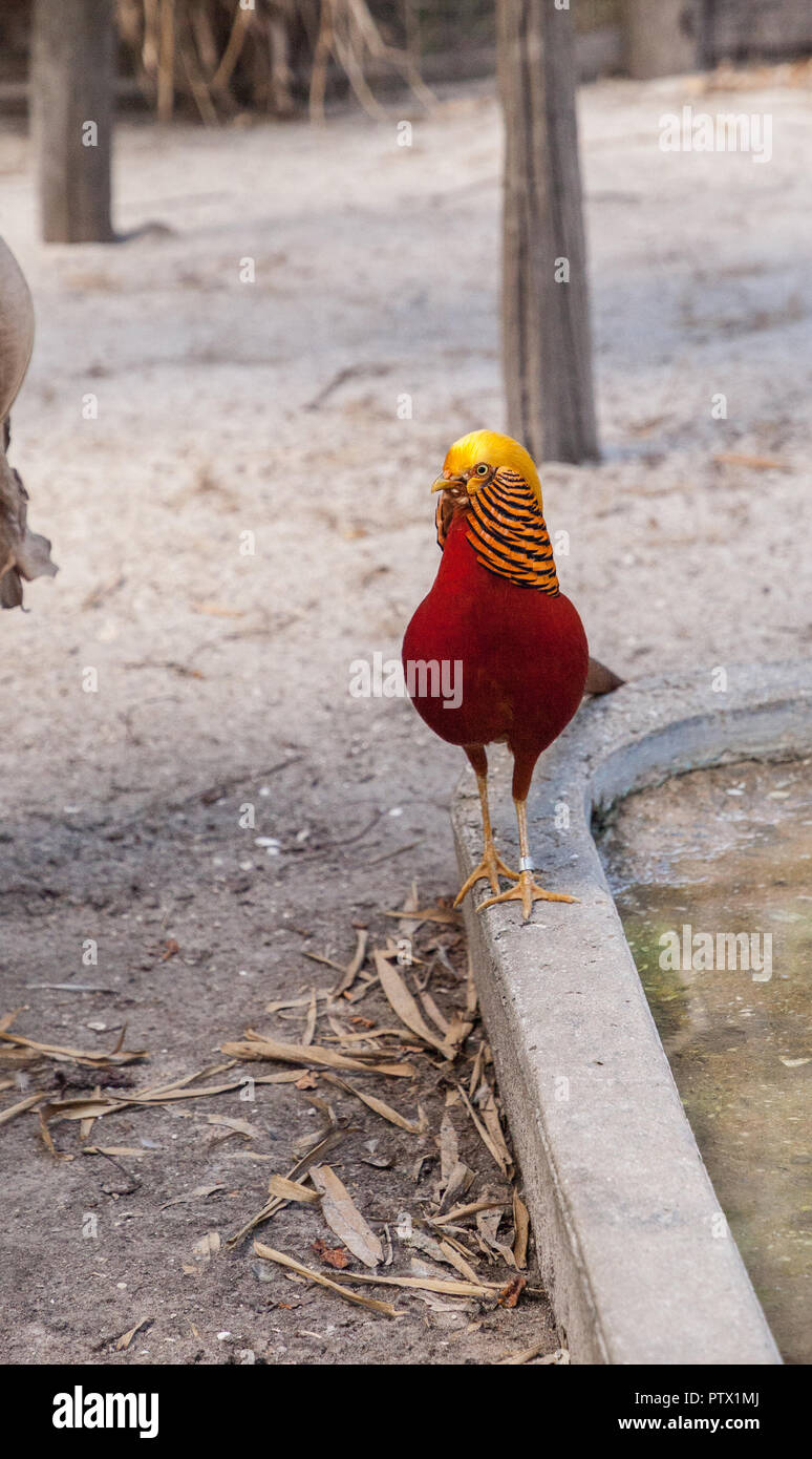 Male Golden pheasant also called the Chinese pheasant or chrysolophus ...