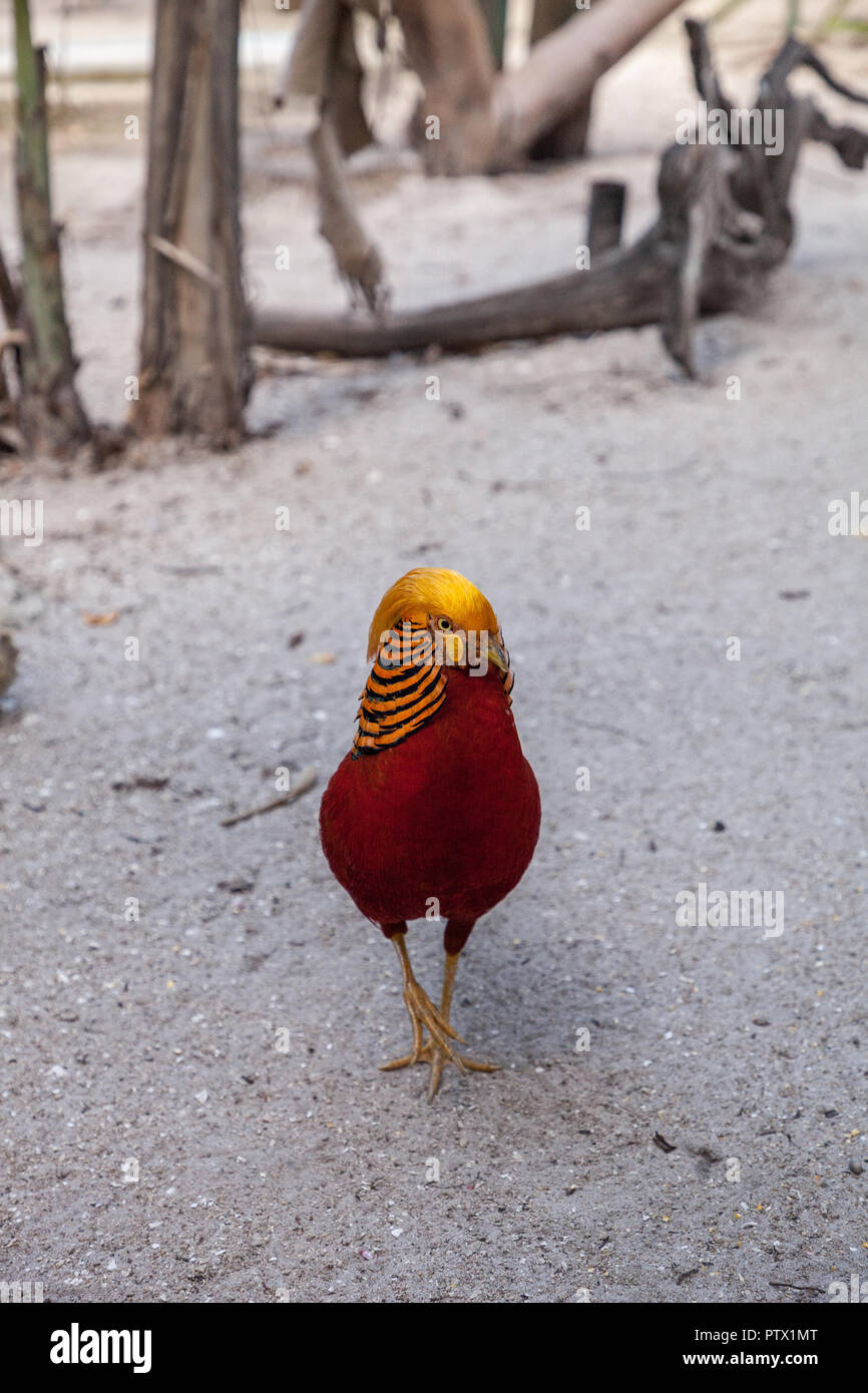 Male Golden pheasant also called the Chinese pheasant or chrysolophus ...