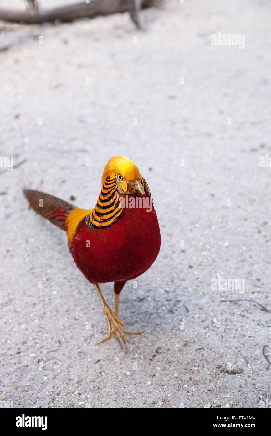 Male Golden pheasant also called the Chinese pheasant or chrysolophus ...