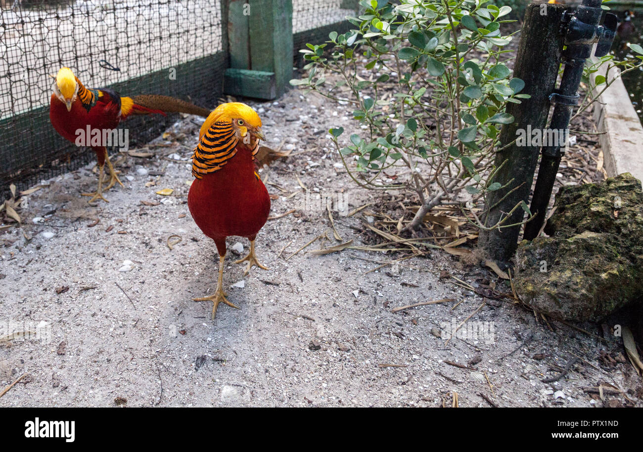 Male Golden pheasant also called the Chinese pheasant or chrysolophus ...