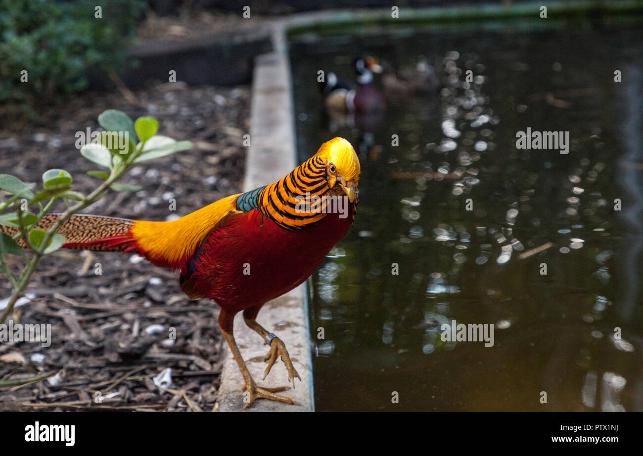 Male Golden pheasant also called the Chinese pheasant or chrysolophus ...