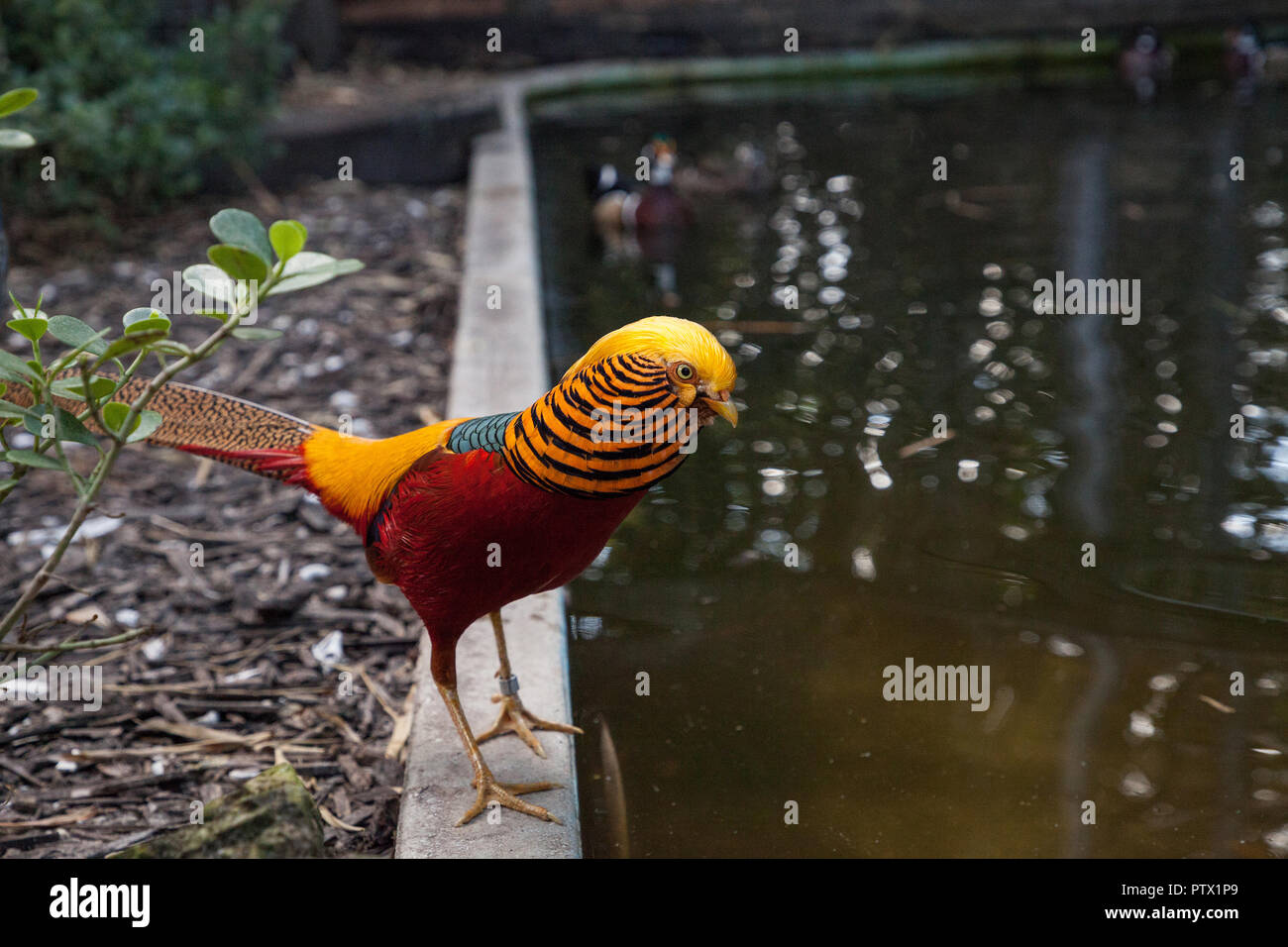 Male Golden pheasant also called the Chinese pheasant or chrysolophus ...