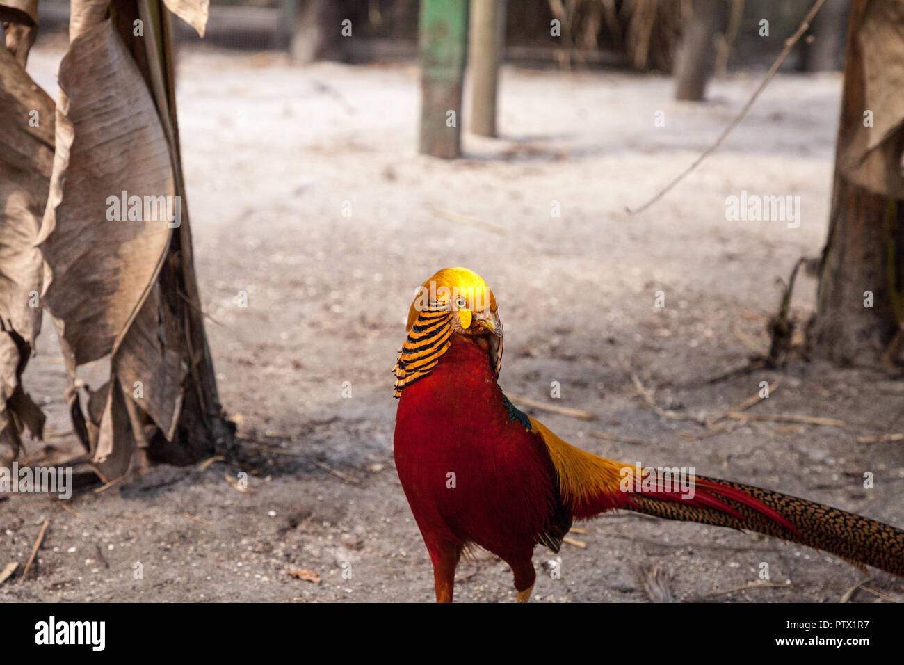Male Golden pheasant also called the Chinese pheasant or chrysolophus ...