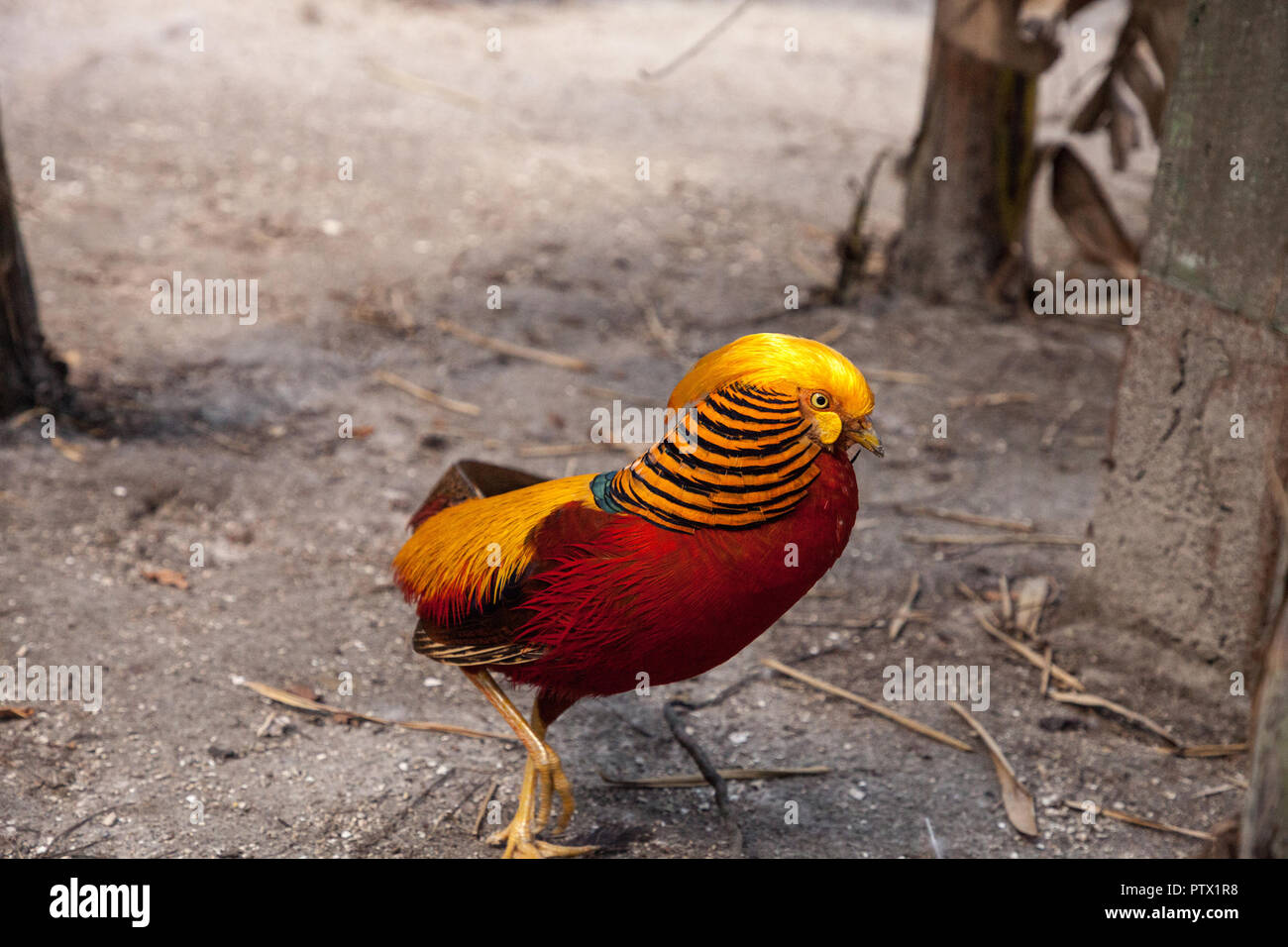 Male Golden pheasant also called the Chinese pheasant or chrysolophus ...
