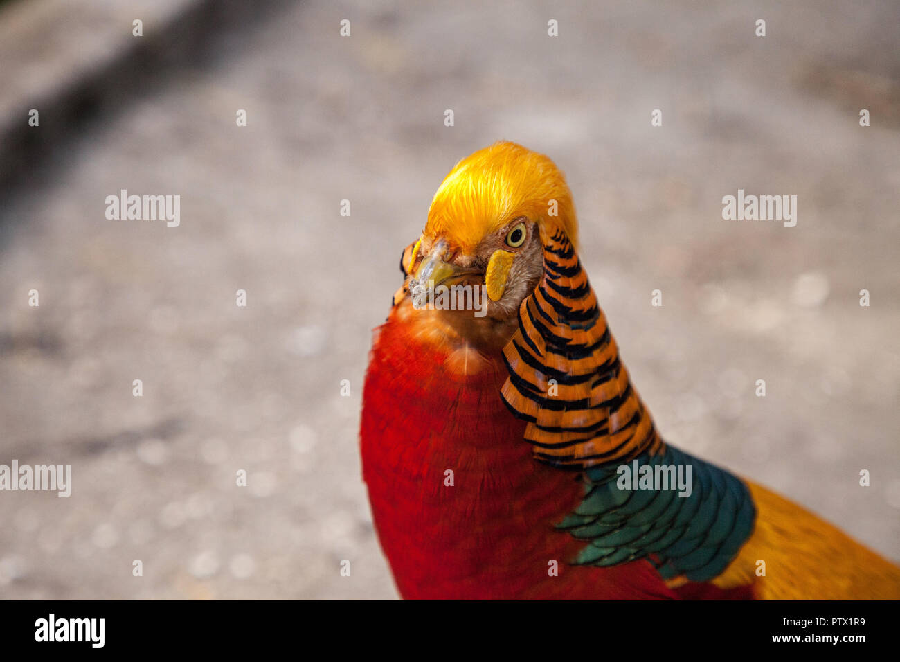 Male Golden pheasant also called the Chinese pheasant or chrysolophus ...
