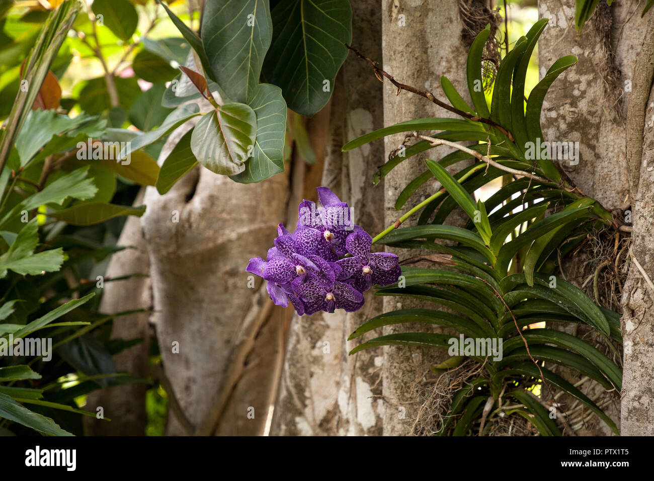 Purple spotted aranda orchid Aranda omyai attached to a tree in a ...