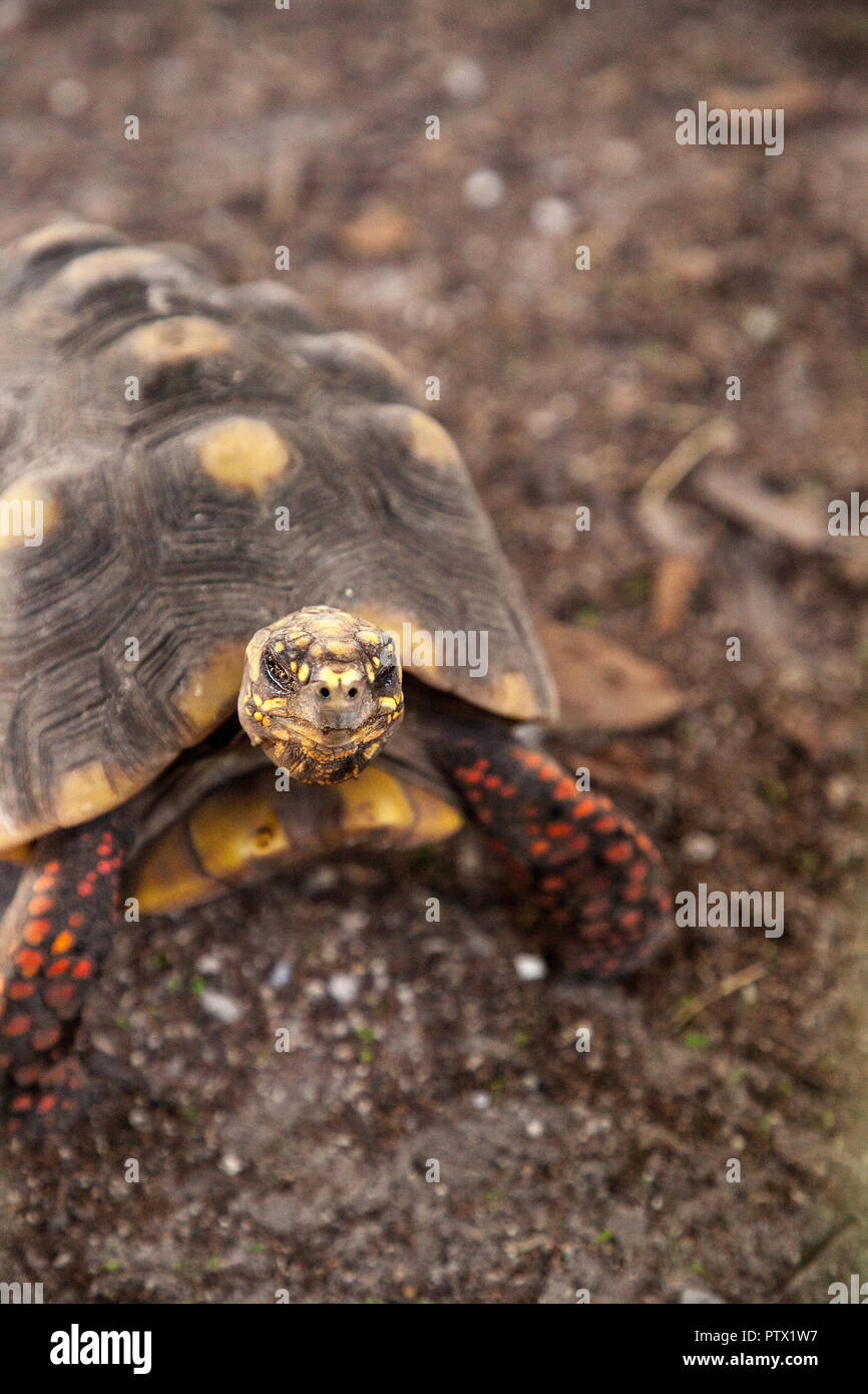 Red-foot tortoise Chelonoidis carbonaria forages along the ground for ...
