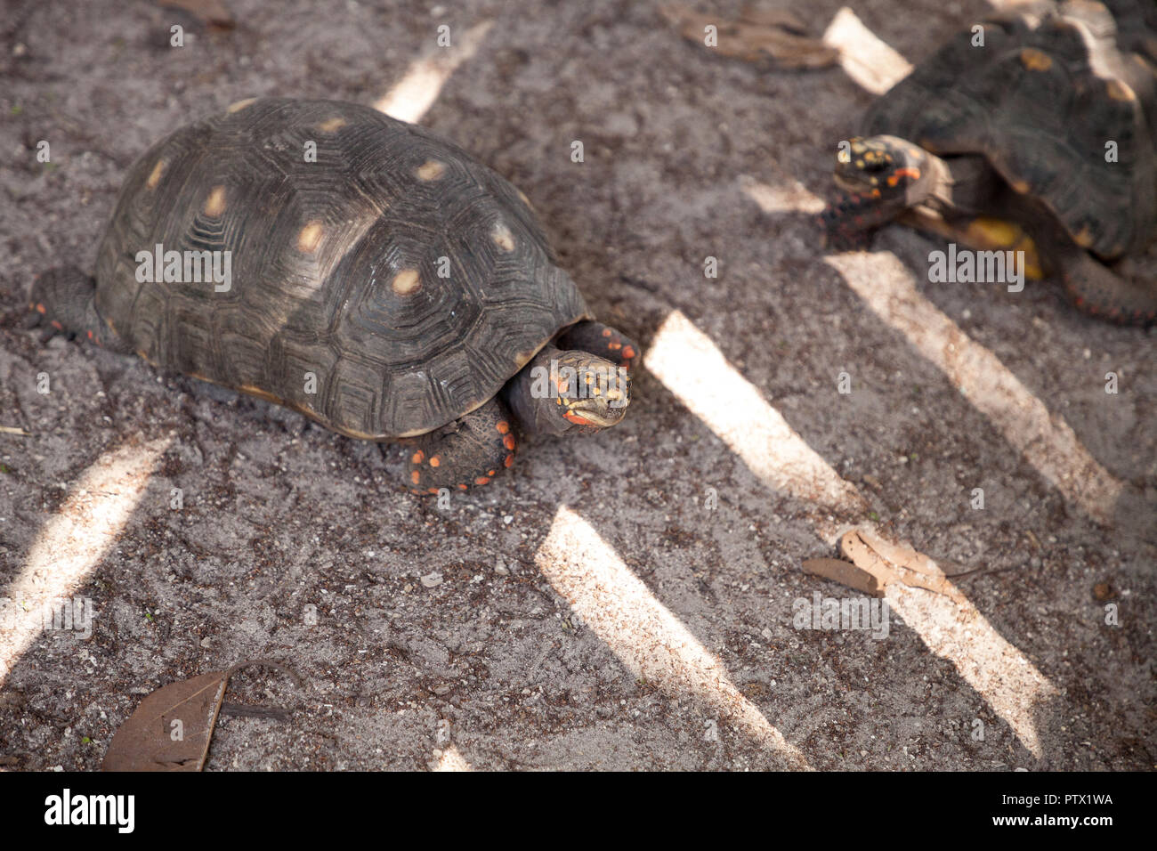 Red-foot tortoise Chelonoidis carbonaria forages along the ground for ...