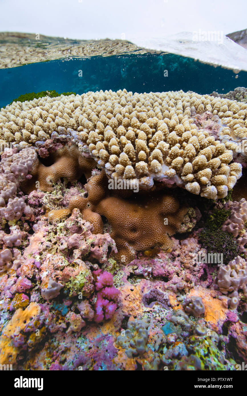 Over under water coral reef hi-res stock photography and images - Alamy