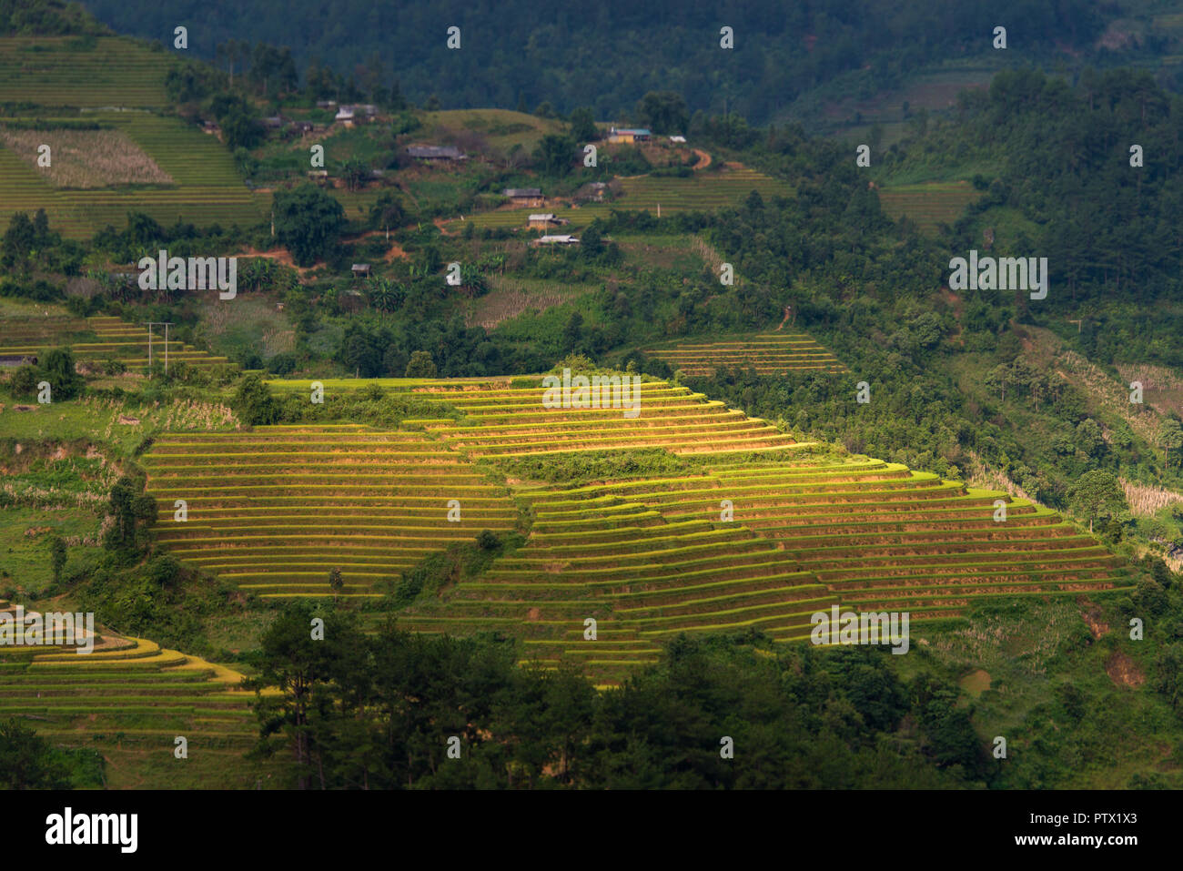 Mu Cang Chai terraces fields in harvest season Stock Photo - Alamy