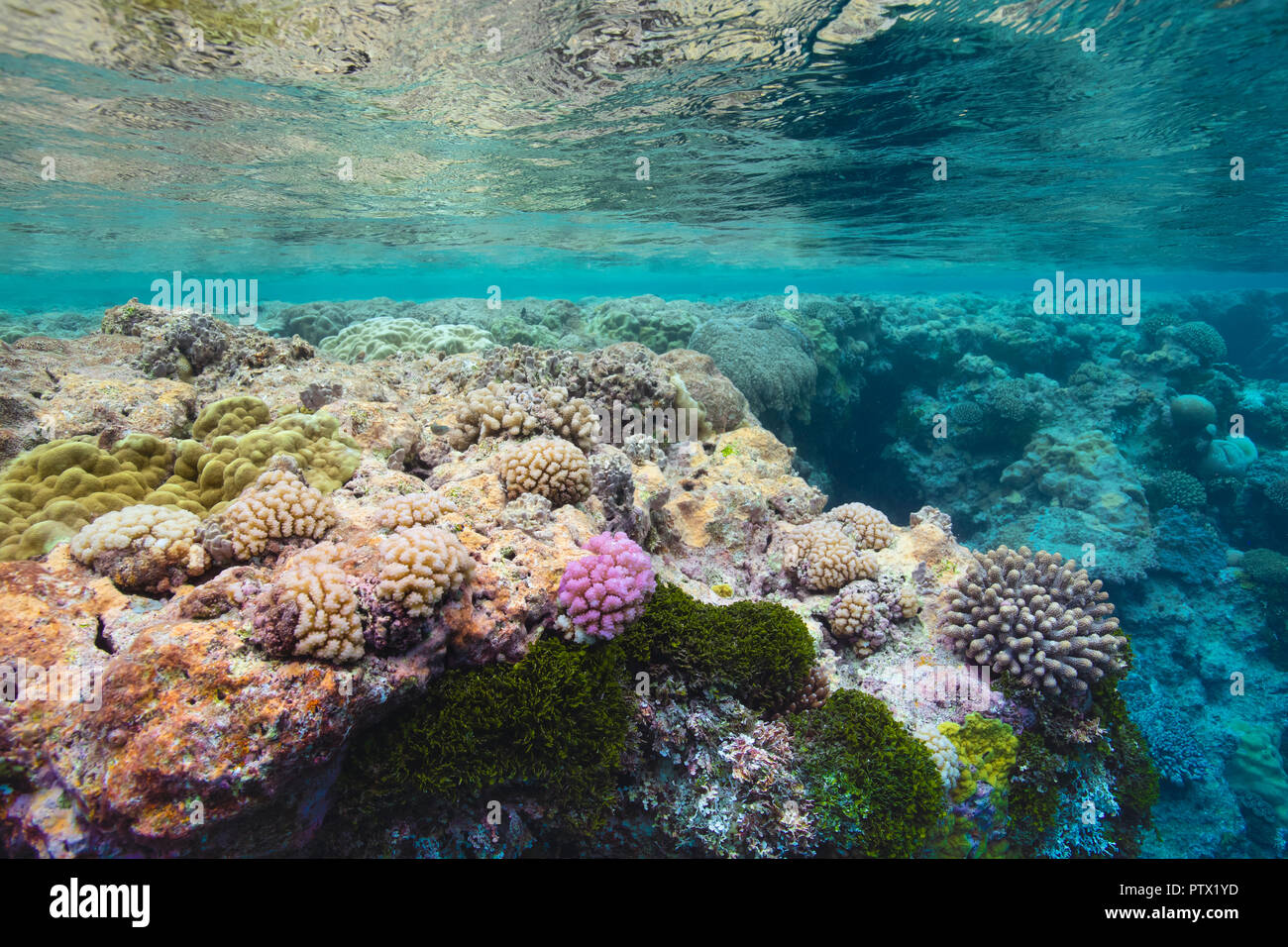 Over Under Water Coral Reef High Resolution Stock Photography and ...