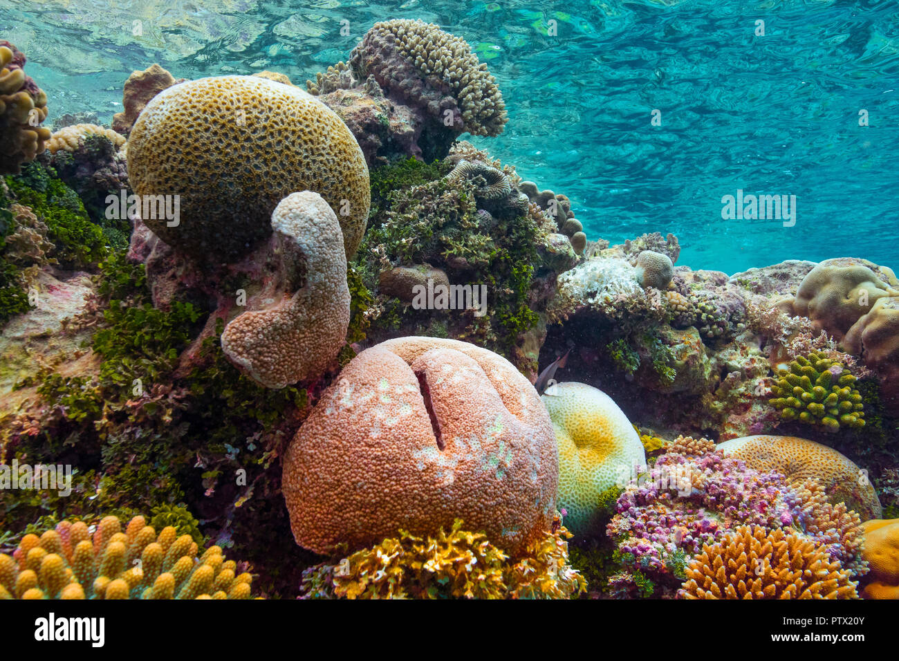 Niue hi-res stock photography and images - Alamy