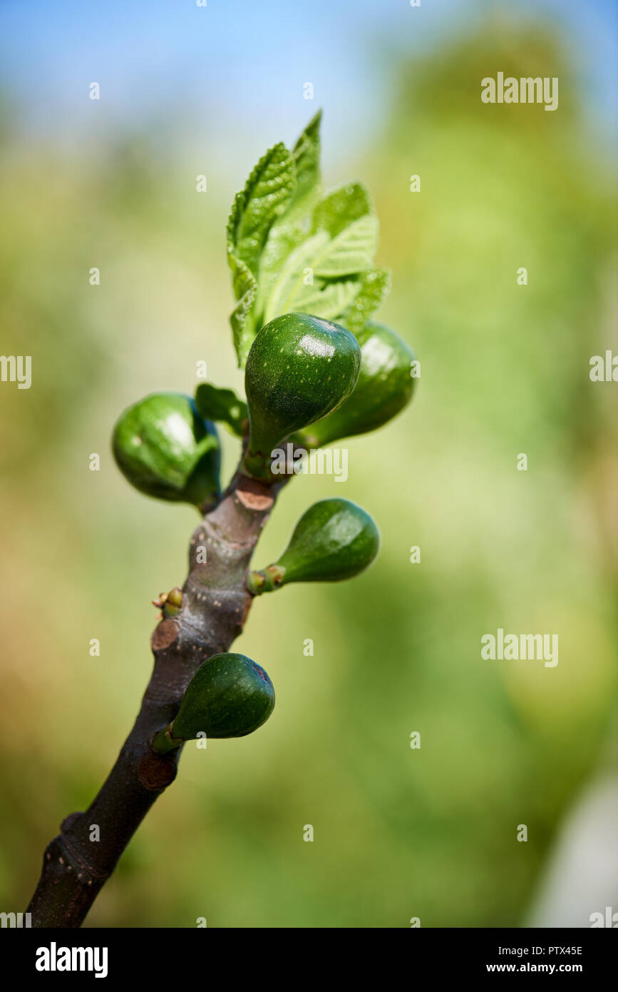 Fig young buds group on a branch in a garden lit by spring sunshine ...