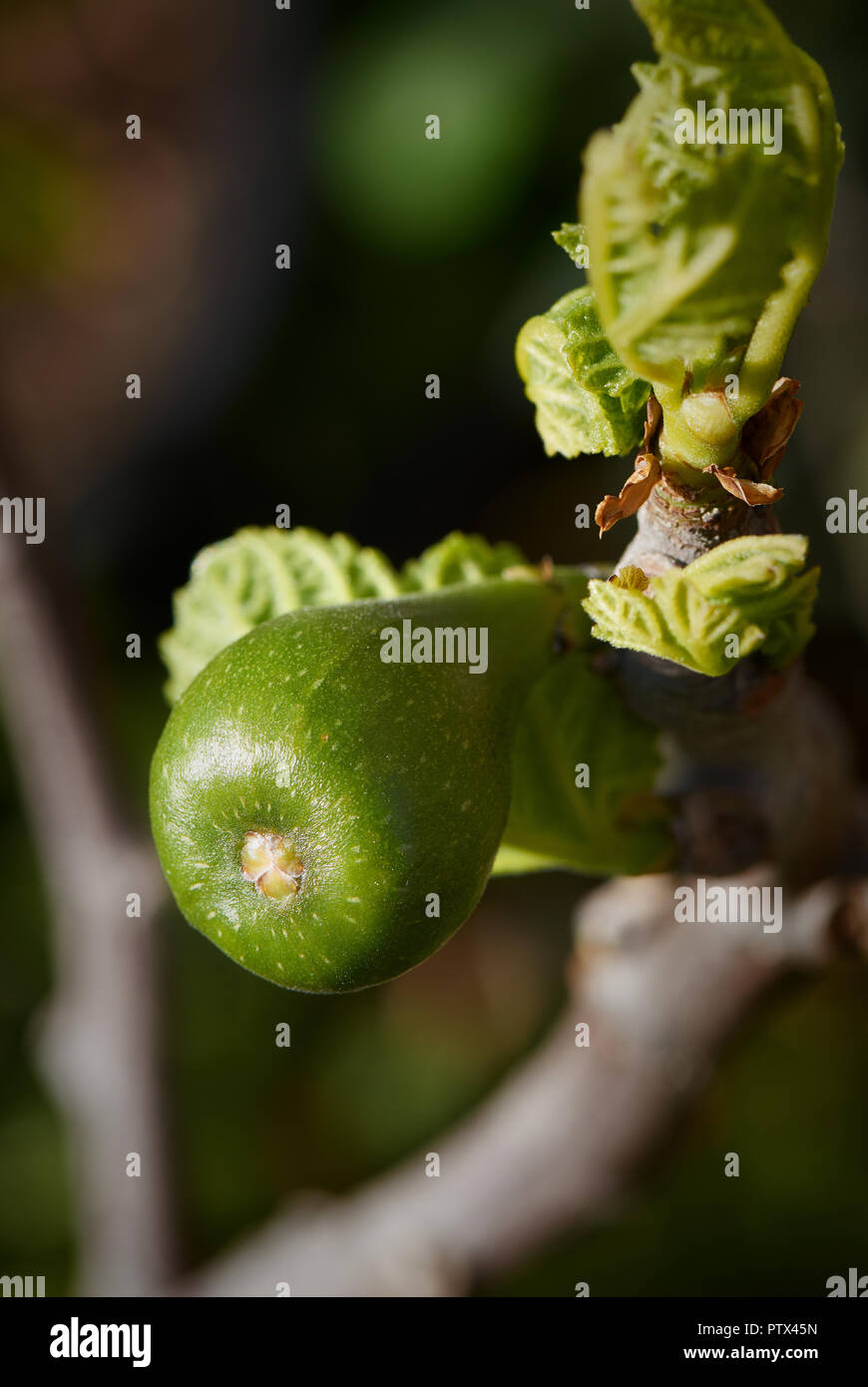 Spring awakening fig tree hi-res stock photography and images - Alamy